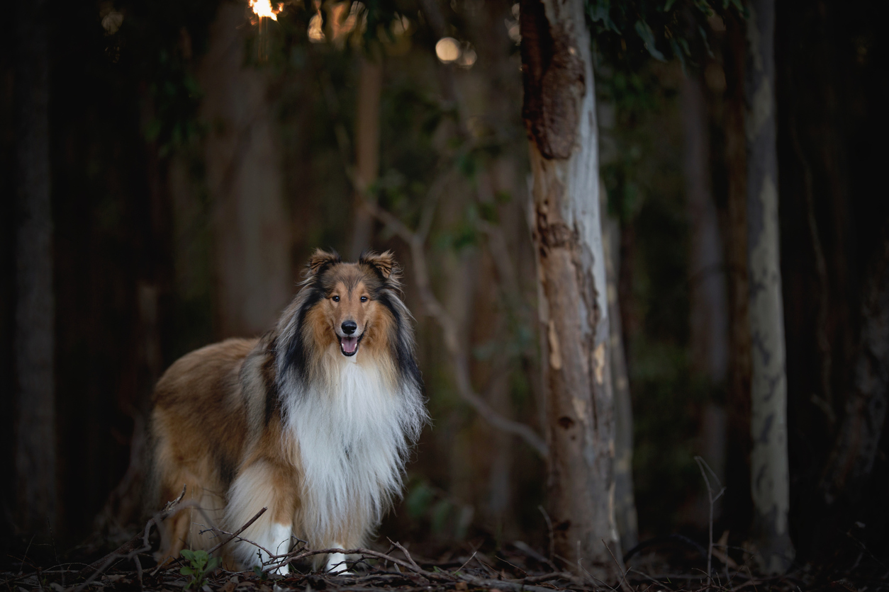 Collies of Golden Stories, Collie Langhaar Hundezucht - Kontakt